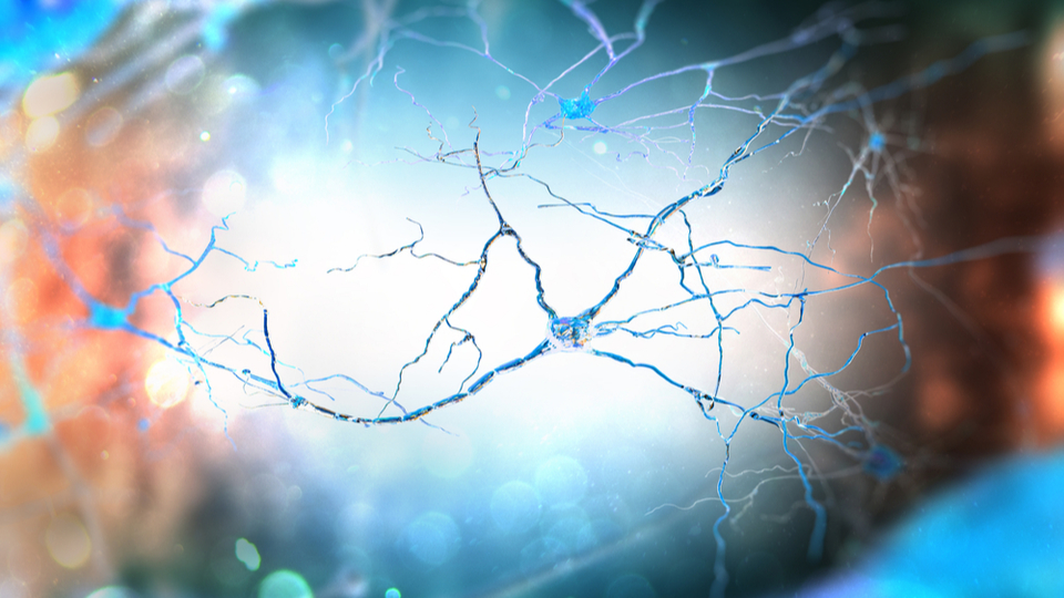 TrOn – The anatomical course of major neurochemical pathways